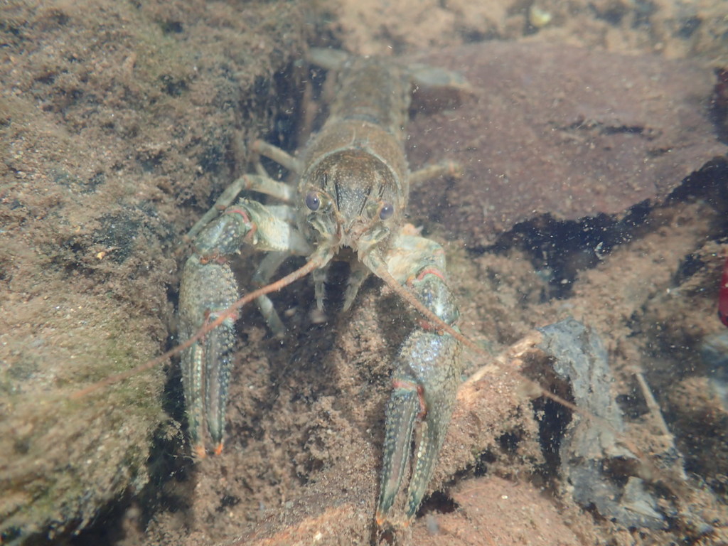 Allegheny Crayfish from Hopewell Furnace National Historic Site, Berks ...