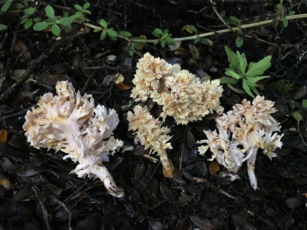 Podoserpula pusio tristis from Craigieburn Forest Park, Craigieburn ...