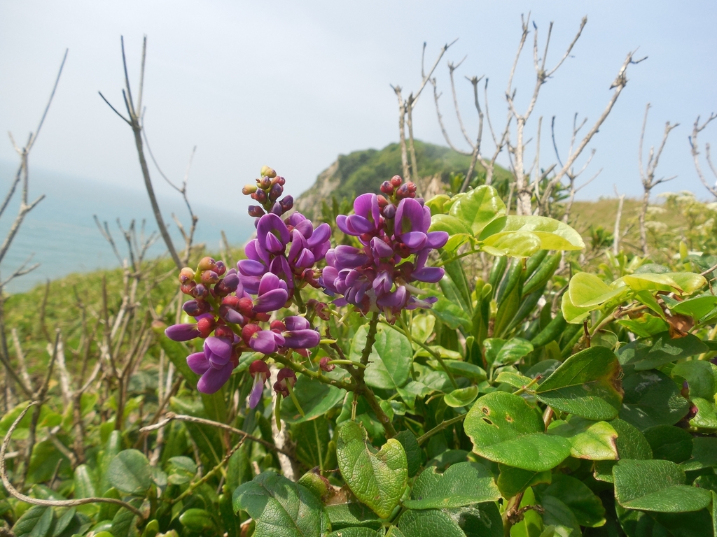 Wisteriopsis from Ningde, CN-FJ, CN on July 26, 2019 at 10:17 AM by ...