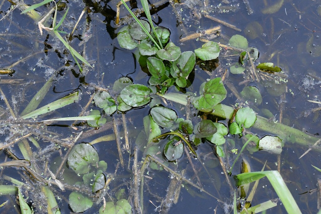 watercress from York, UK on 26 April, 2024 at 05:58 PM by Kian Hayles ...