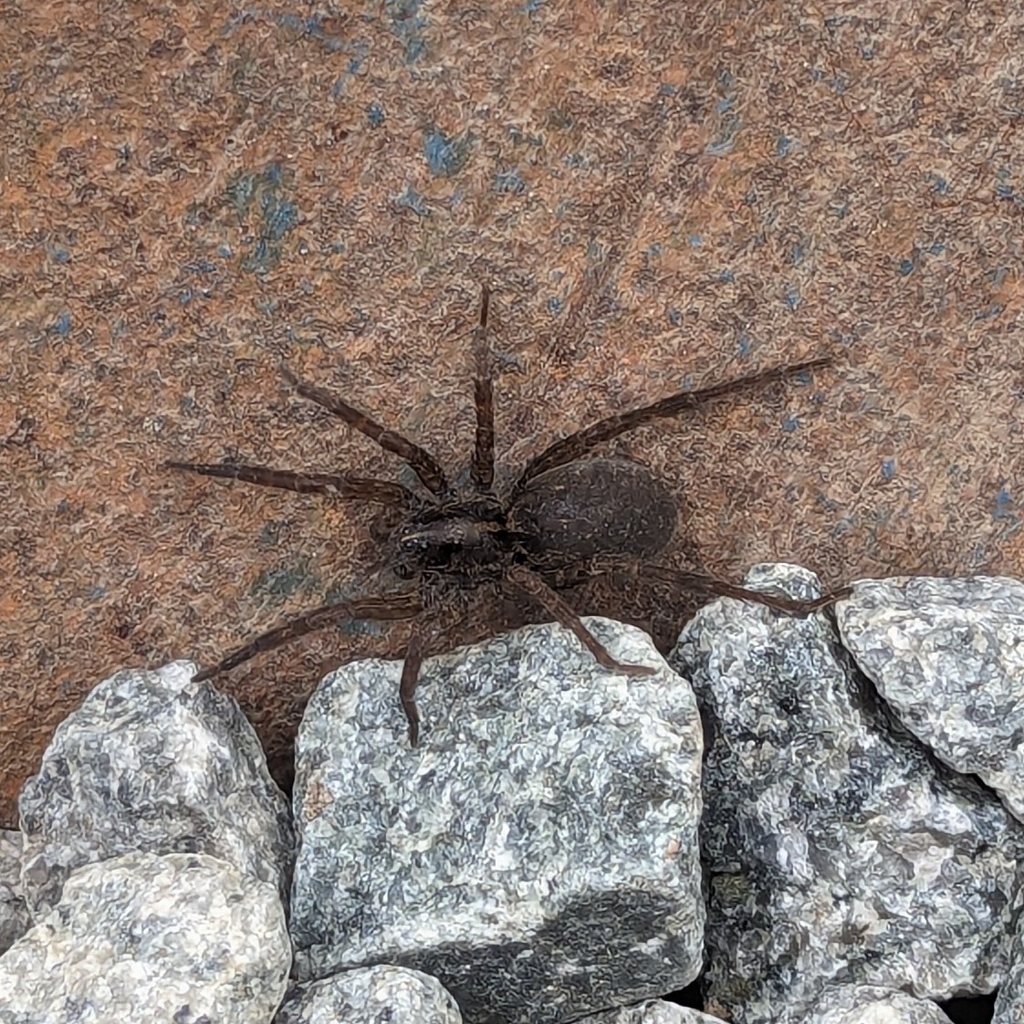 Wetland Giant Wolf Spider from Chatham, NJ 07928, USA on April 30, 2024 ...