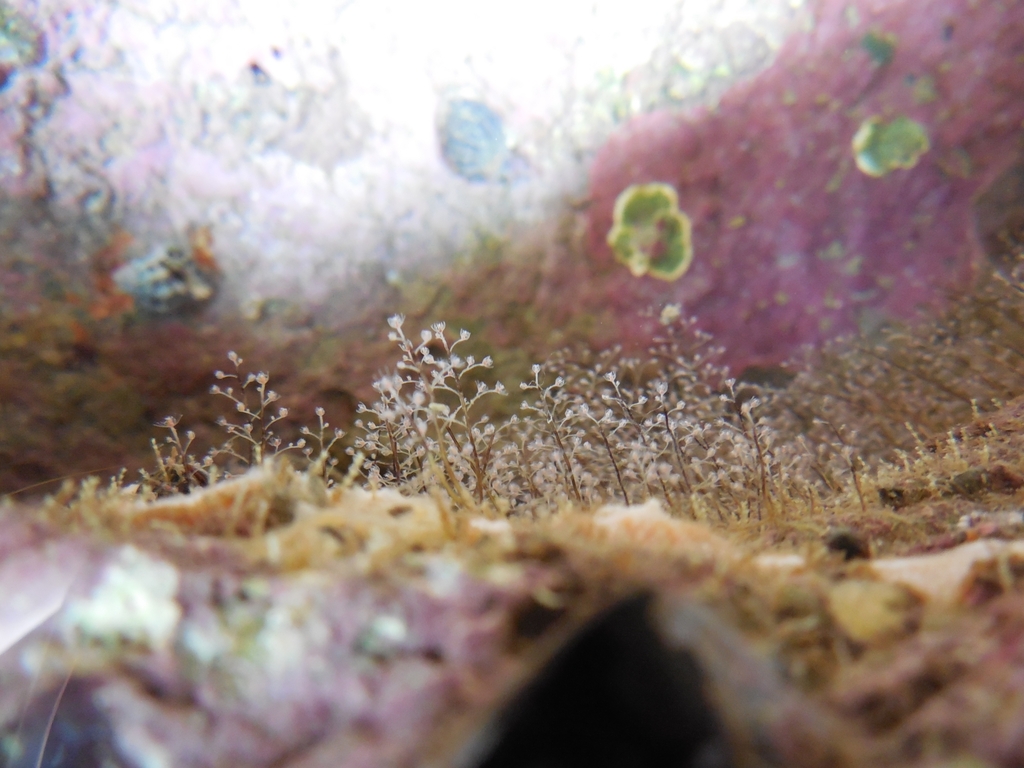 Thecate Hydroids from Ningde, CN-FJ, CN on August 30, 2021 at 09:58 AM ...