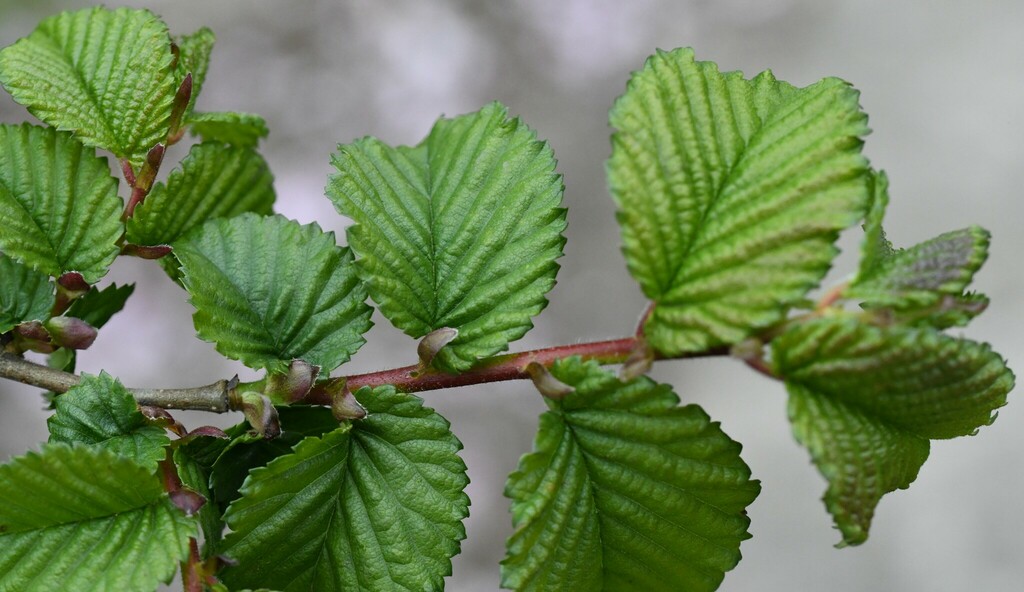 Field Elm from York, UK on April 26, 2024 at 06:33 PM by Kian Hayles ...