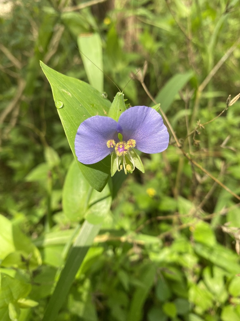 False dayflower from San Marcos, TX, US on April 30, 2024 at 11:44 AM ...