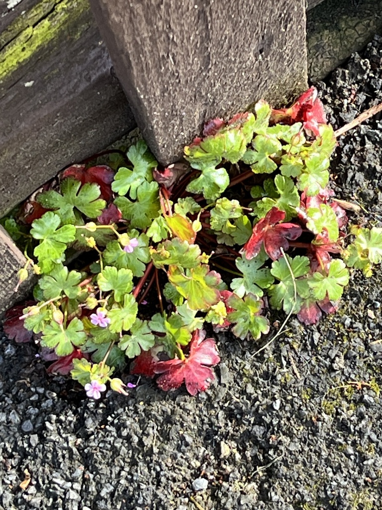 Shining Crane's-bill from Alma Grove, York, England, GB on 29 April ...