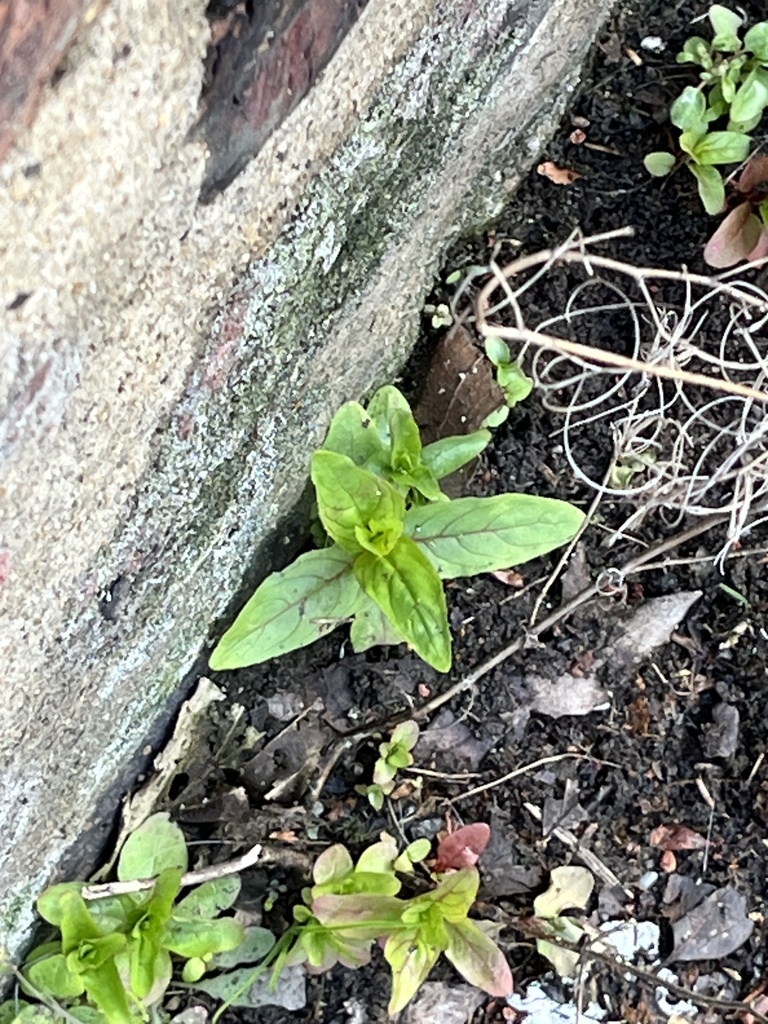 willowherbs from Alma Ter, York, England, GB on April 29, 2024 at 08:28 ...