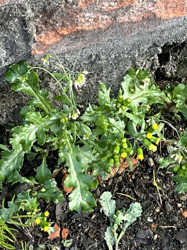 common groundsel from Alma Ter, York, England, GB on 29 April, 2024 at ...