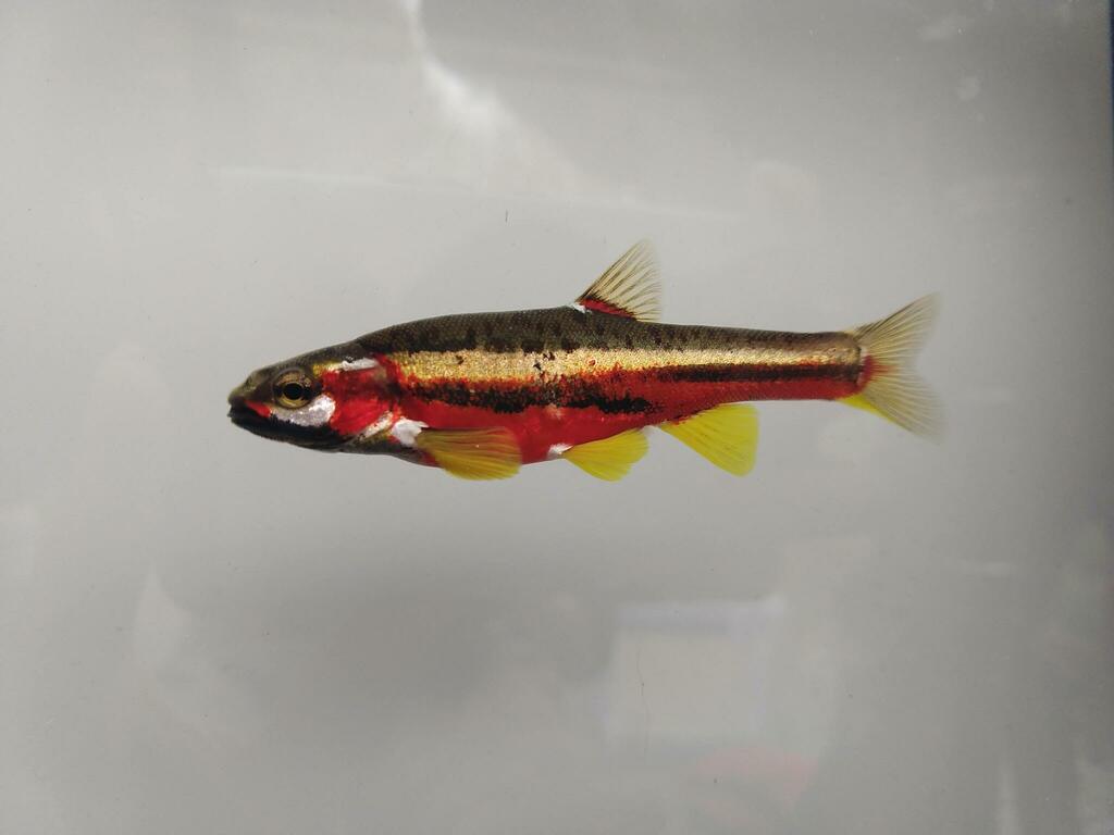 Tennessee Dace in March 2022 by rhodeus · iNaturalist