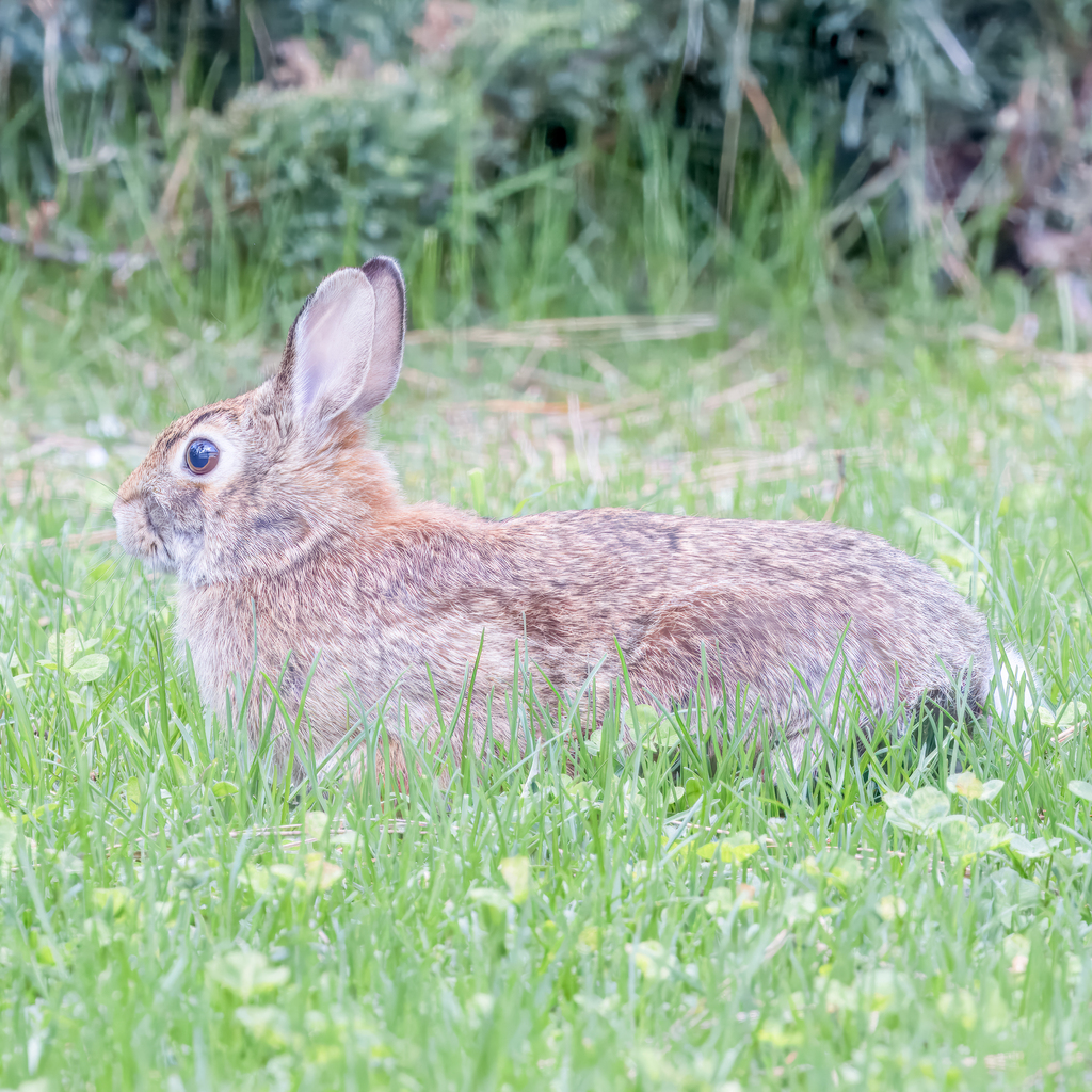 Cottontail Rabbits from Spokane Valley, WA 99206, USA on April 26, 2024 ...
