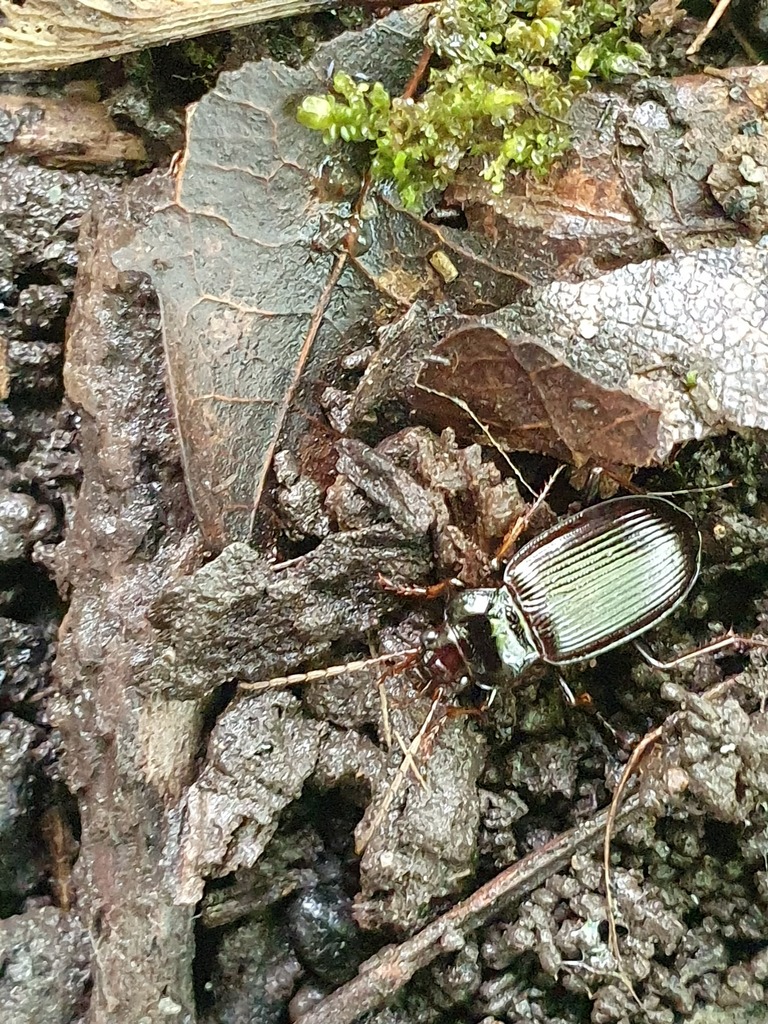European Gazelle Beetle from Bristol, UK on April 29, 2024 at 12:32 PM ...