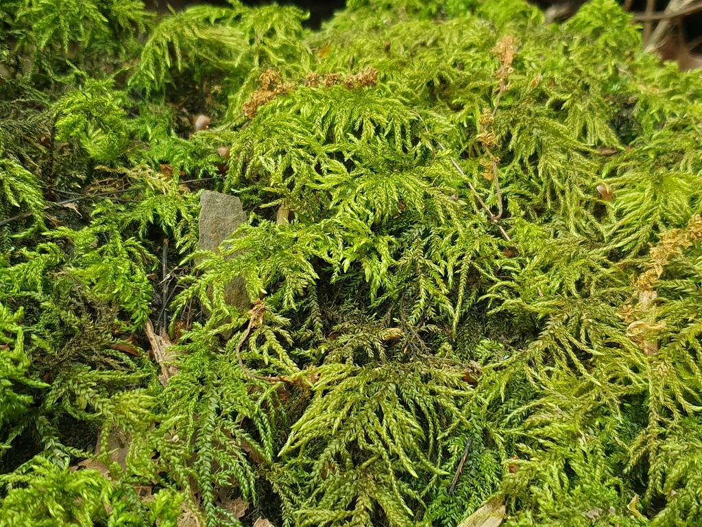 Fox-tail Feather-moss from Bristol, UK on April 29, 2024 at 12:41 PM by ...