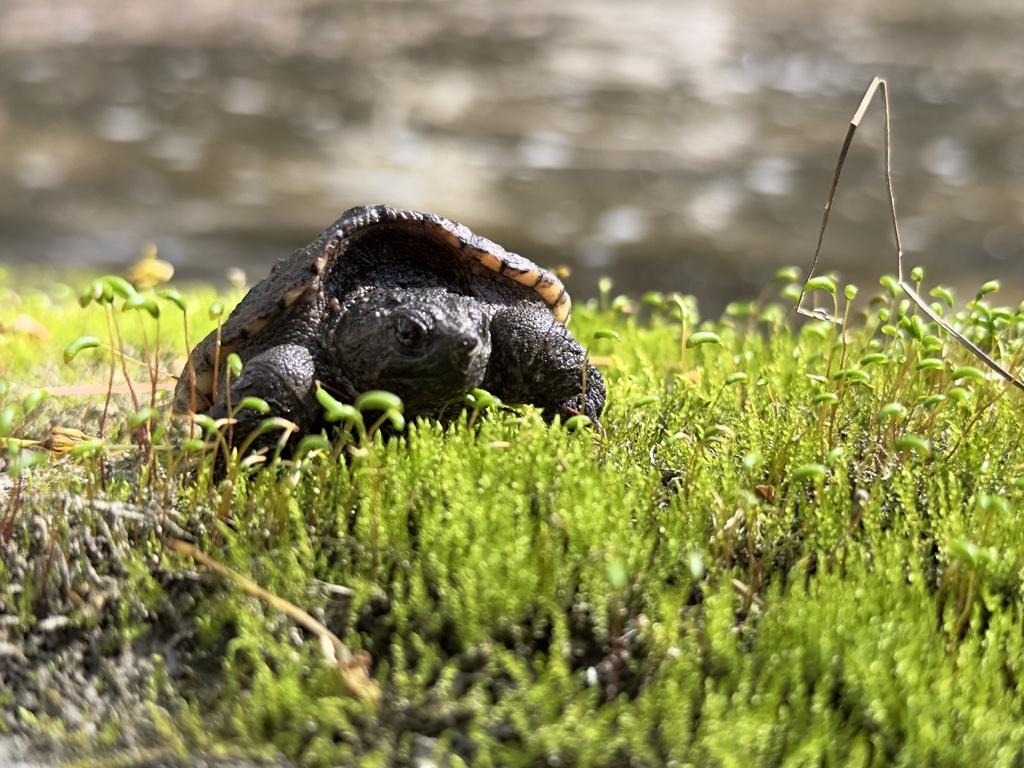 Common Snapping Turtle from Oak Ave, Ithaca, NY, US on April 29, 2024 ...