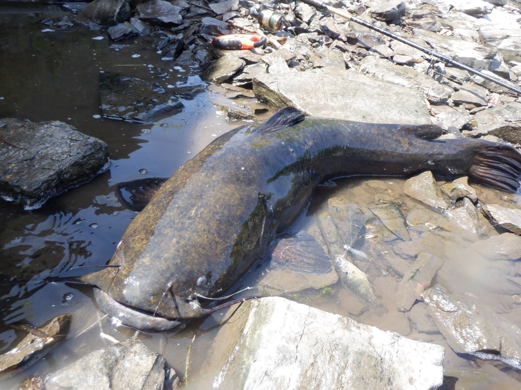 Flathead Catfish from Chester County, US-PA, US on May 9, 2023 by Nolan ...