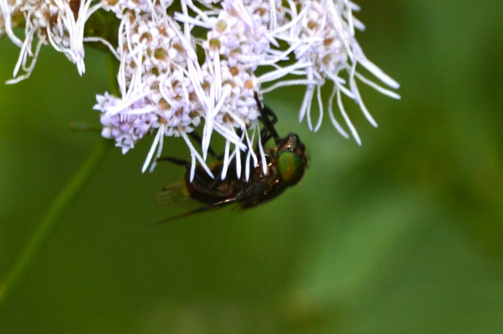 Green Jewel Fly from San Javier, Departamento de Río Negro, Uruguay on ...