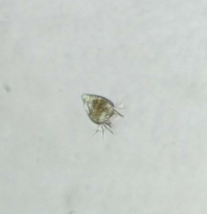 Strobilidium caudatum from Navarra, España on April 28, 2024 at 09:03 ...