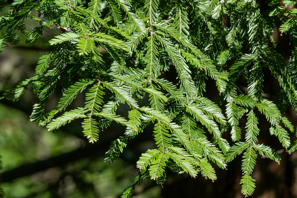 coast redwood from Metro Vancouver, BC, Canada on April 29, 2024 at 10: ...