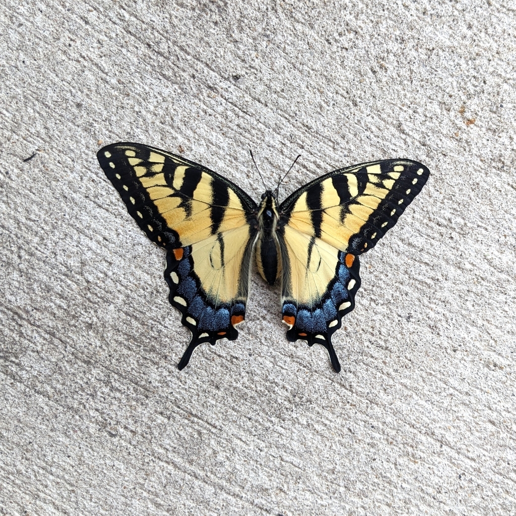 Eastern Tiger Swallowtail in April 2024 by kebli. very fat butterfly ...