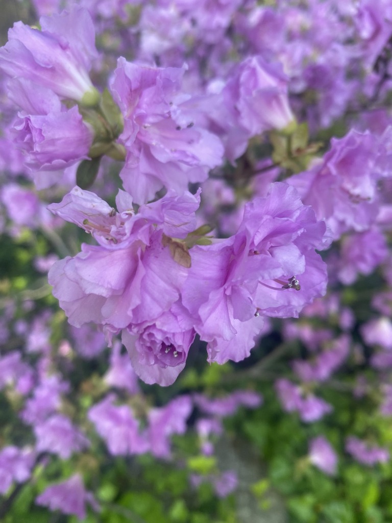 Lapland Azalea from Clayton, MO, USA on April 26, 2024 at 12:40 PM by ...