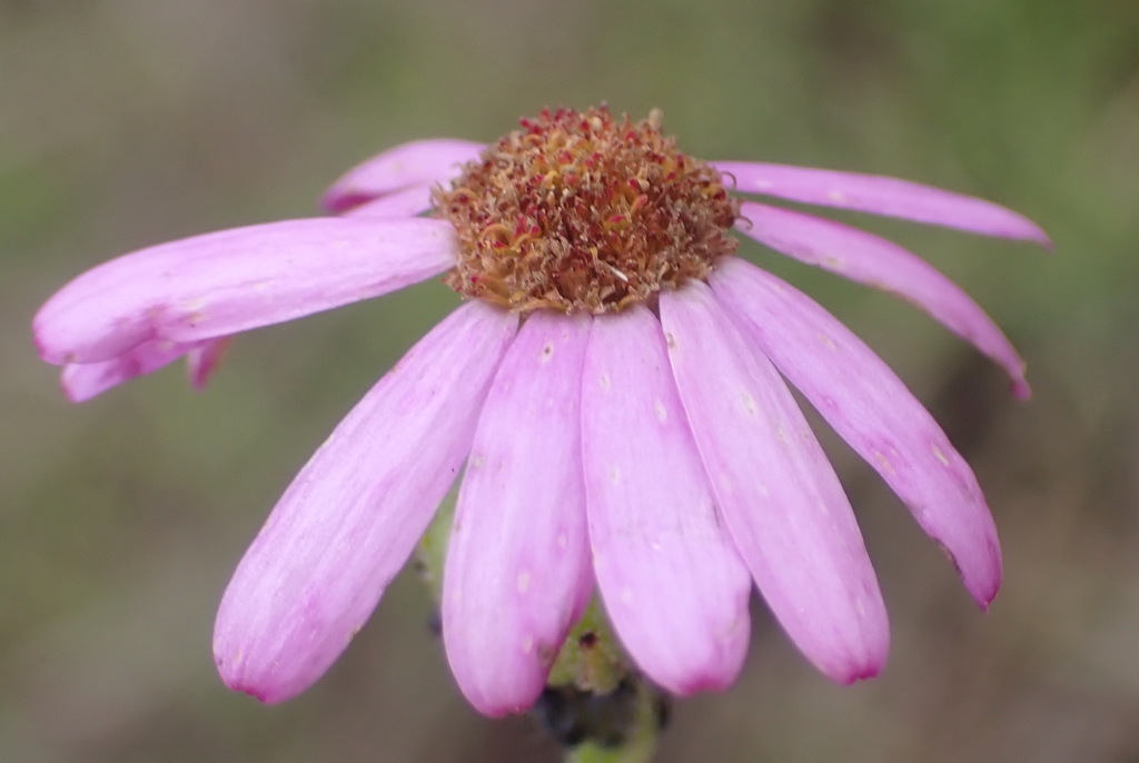 Red-purple Ragwort from Uitzigt 216 Portion 109, Brenton-on-Sea on ...