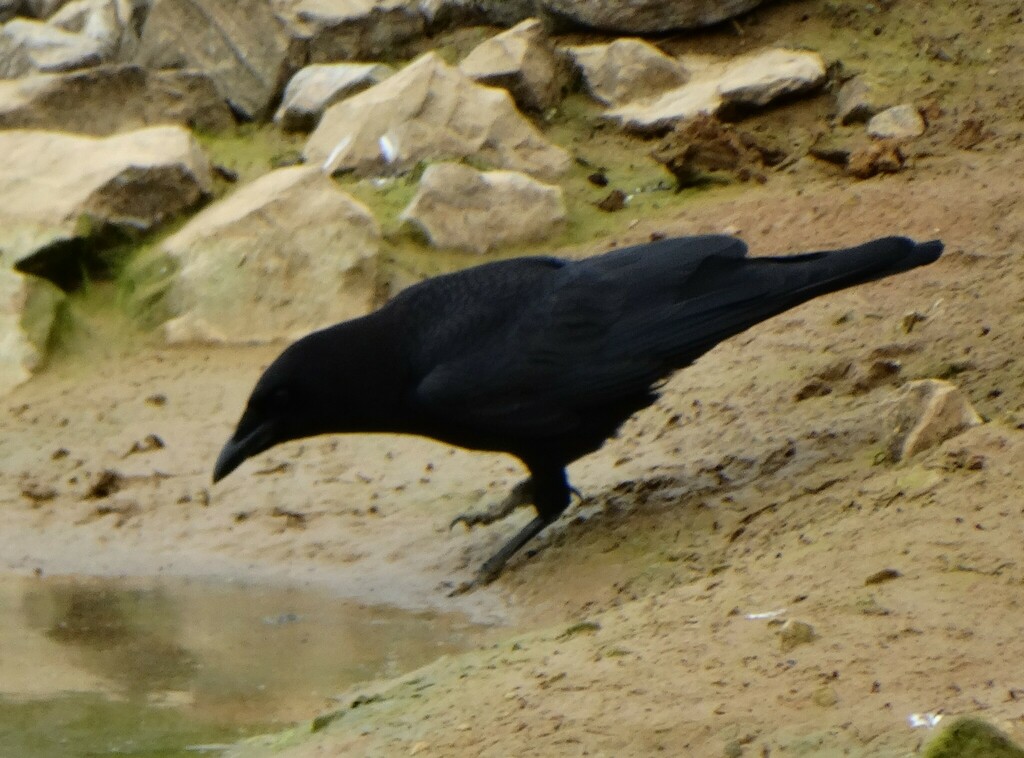 American Crow from Little Biscuit Mini Farm, Washington County, TN on ...