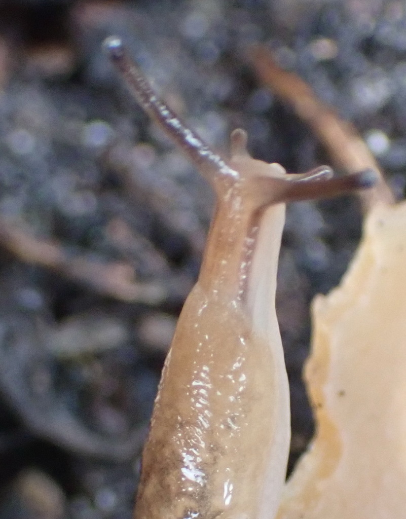 Keelback Slugs from Uitzigt 216 Portion 109, Brenton-on-Sea on April 29 ...