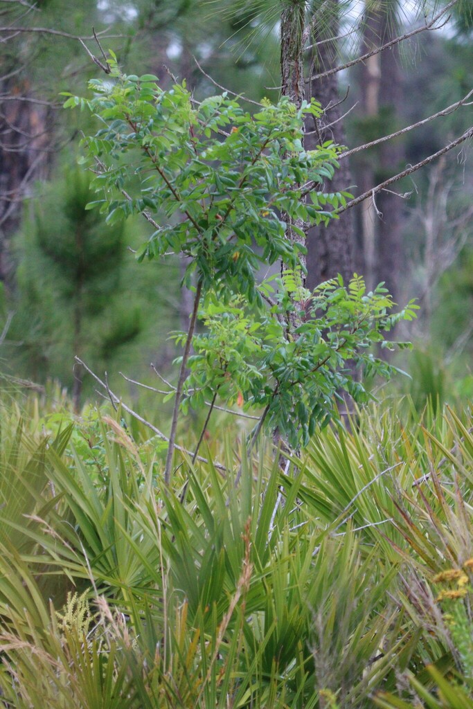 shining sumac from Polk County, FL, USA on April 27, 2024 at 05:24 PM ...