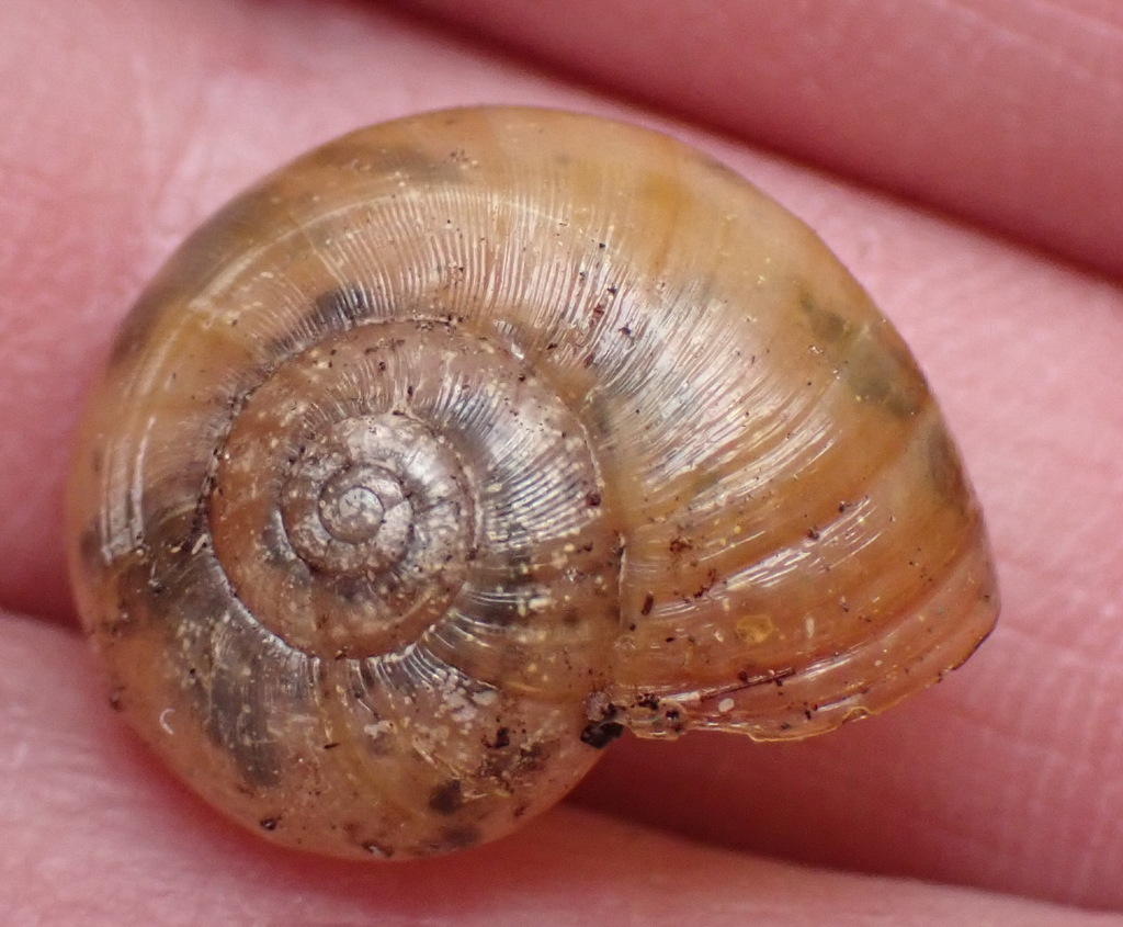 Small Cannibal Snail from Uitzigt 216 Portion 109, Brenton-on-Sea on ...