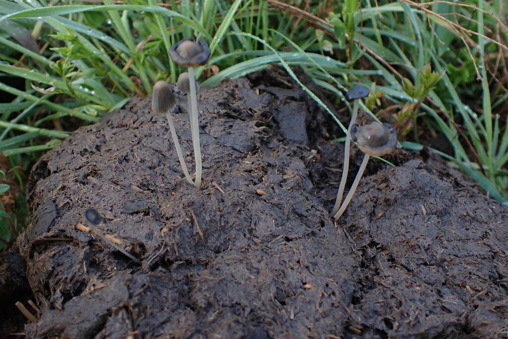 Brittlestems and Allies in April 2024 by Caleb Wardlaw · iNaturalist