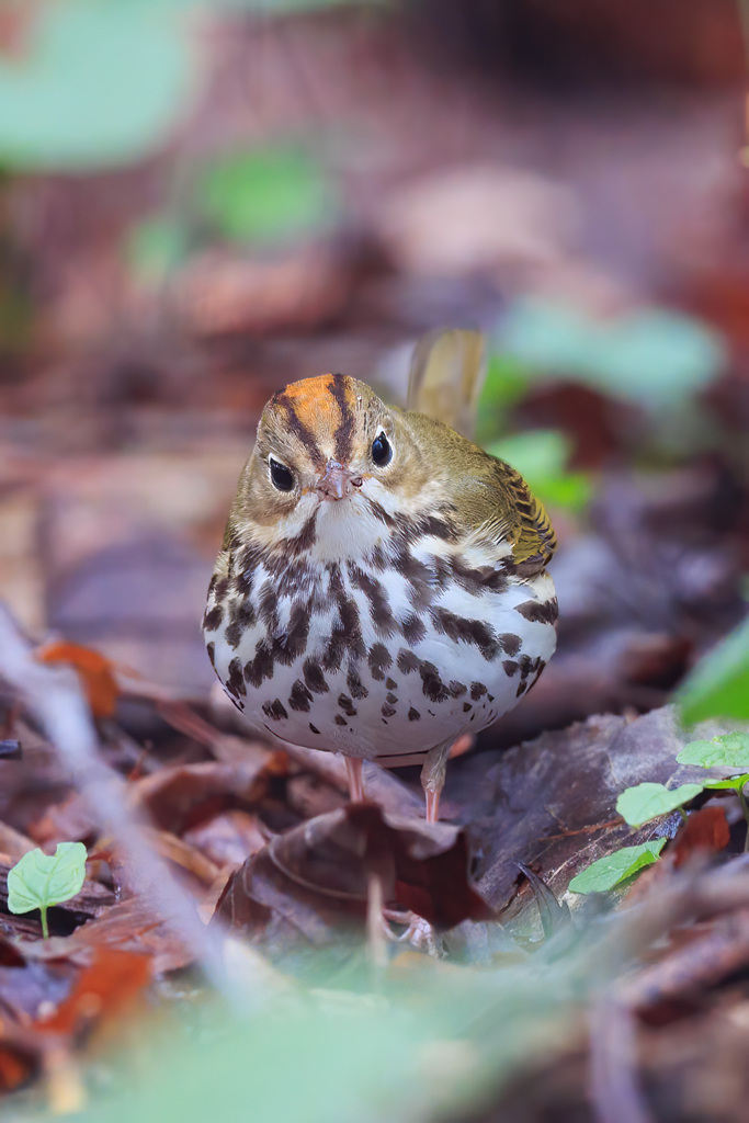 Ovenbird (Plants and animals of the Cerro Datanlí-El Diablo nature ...