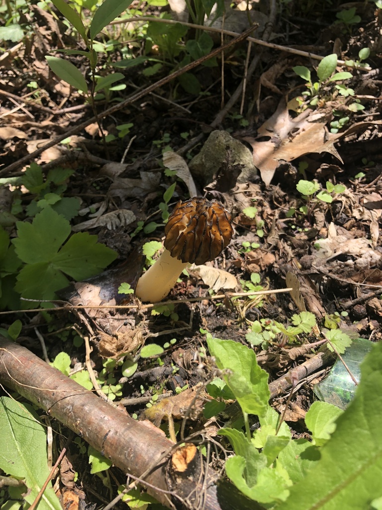 Half-free Morel from E Auer Ave, Milwaukee, WI, US on April 30, 2024 at ...