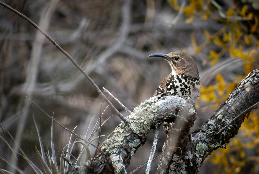 Ocellated Thrasher from Ecatepec de Morelos, Méx., México on April 27, 2024 at 06:02 PM by ...