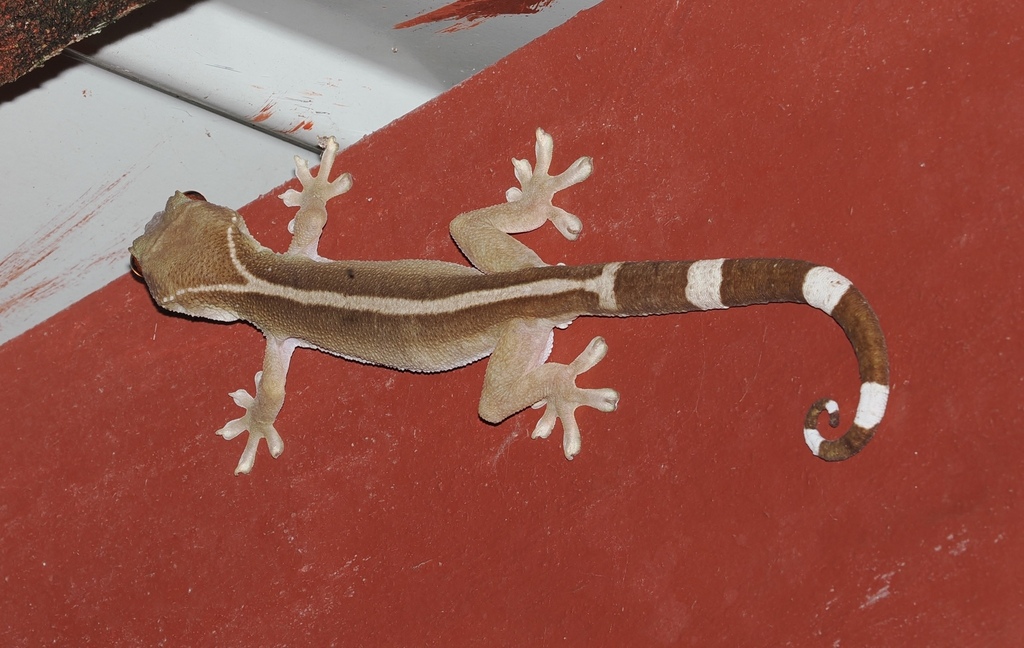 Lined Gecko from Ternate City, North Maluku, Indonesia on March 29 ...