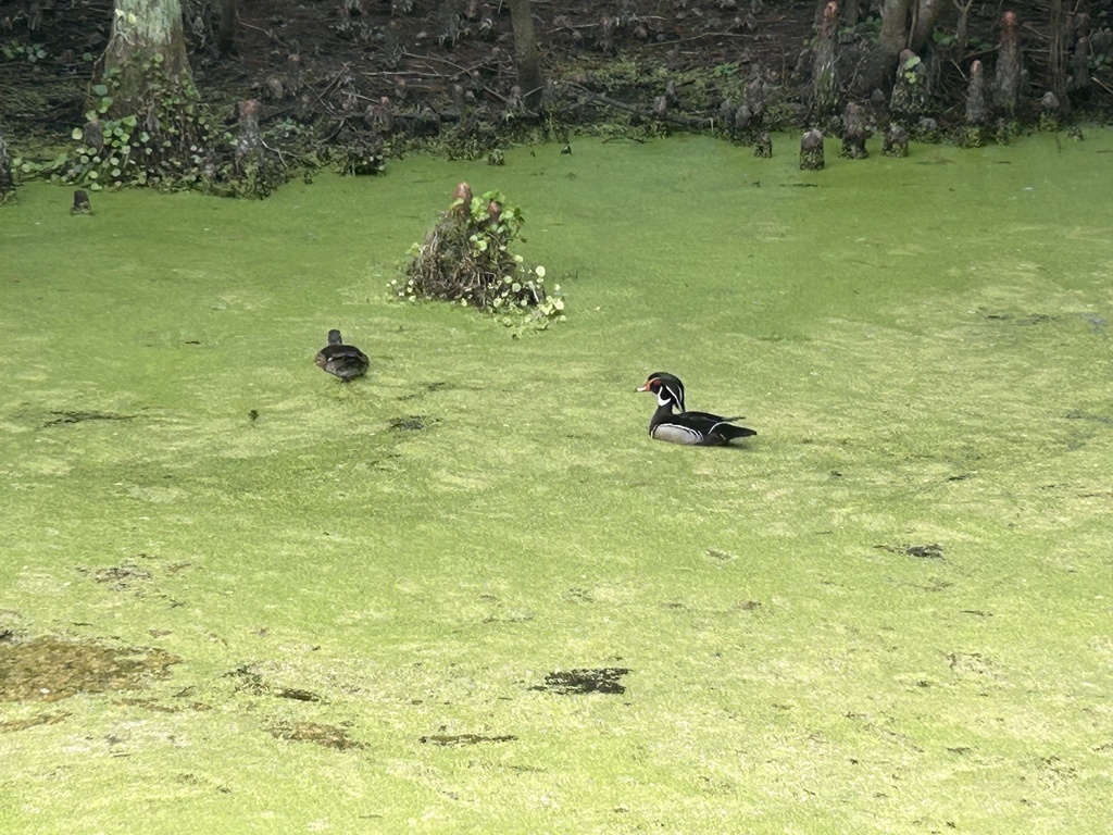 plants from Hagen Ranch Rd, Boynton Beach, FL, US on April 27, 2024 at ...