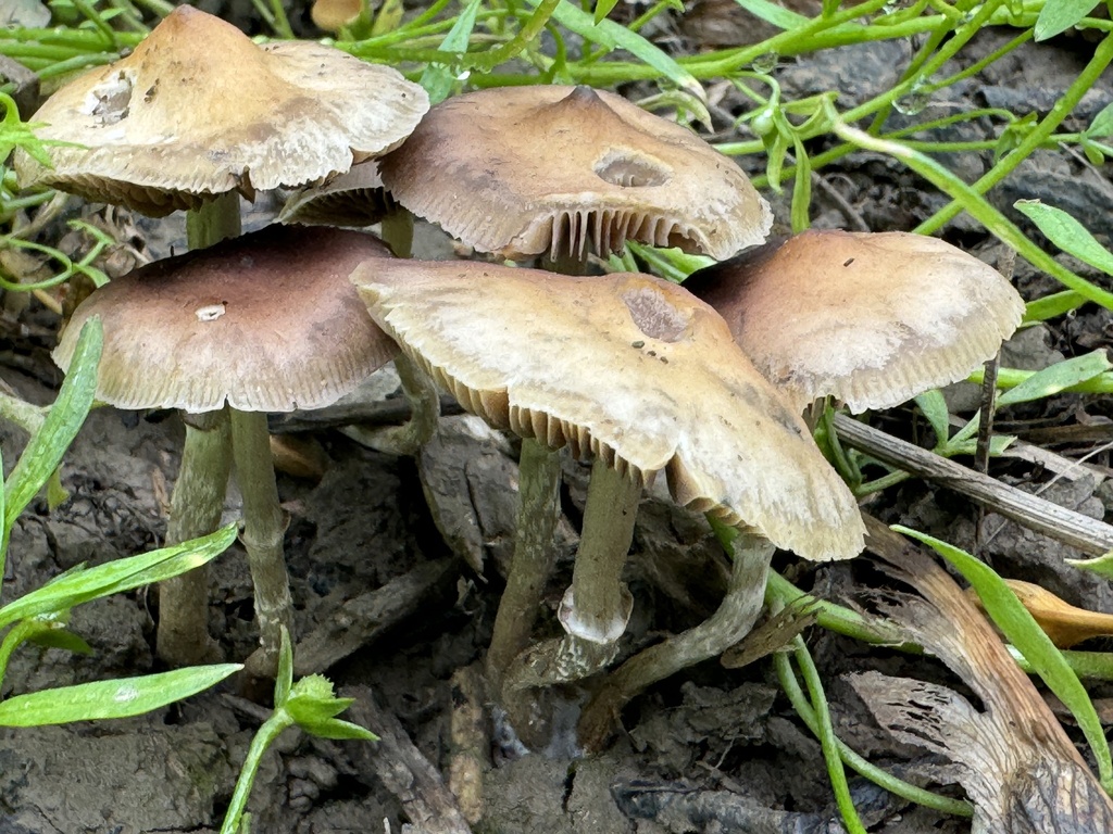 Psychedelic Ovoid Mushroom in April 2024 by mycoGeeky · iNaturalist