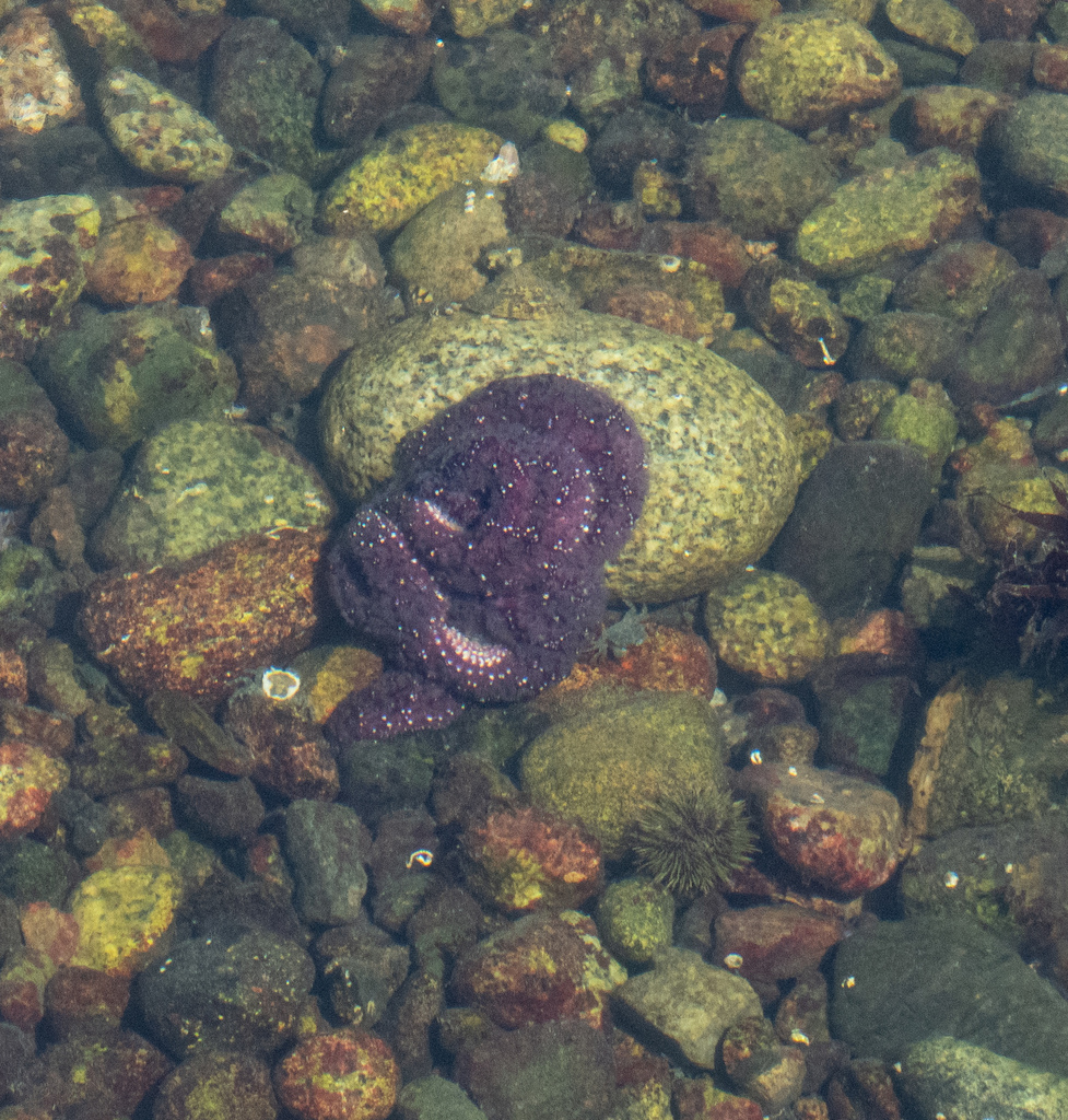 Ochre Sea Star from Metro Vancouver, BC, Canada on April 29, 2024 at 12 ...