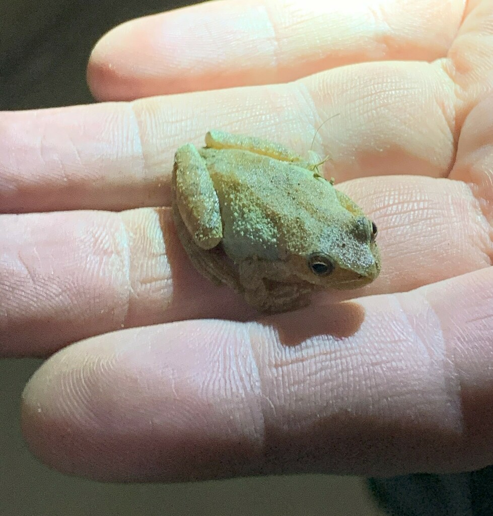 Spring Peeper from Roan Mountain State Park, 527 TN-143, Roan Mountain ...
