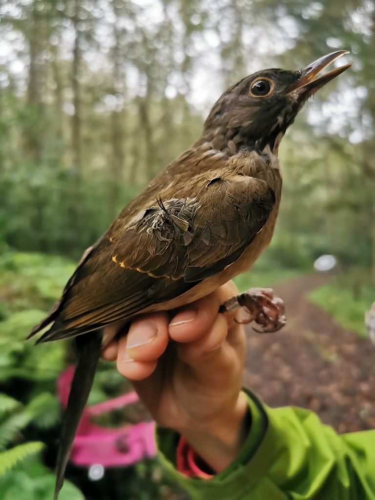 White-throated Thrush from Banderilla, Ver., México on October 26, 2022 ...
