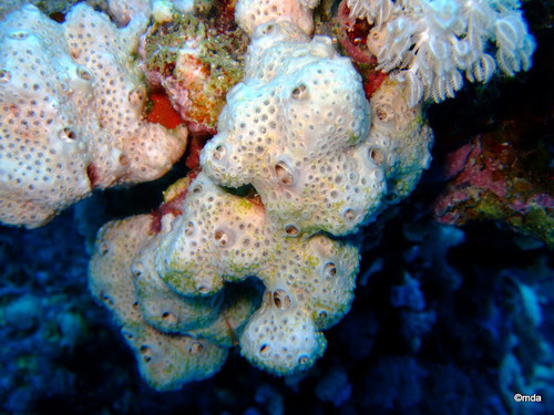 Crella cyathophora · iNaturalist Mexico