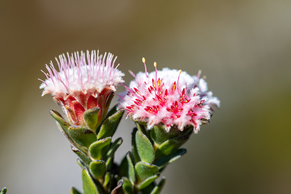 Nutseed Proteoid Clade (Leucadendreae) - Botanical Realm