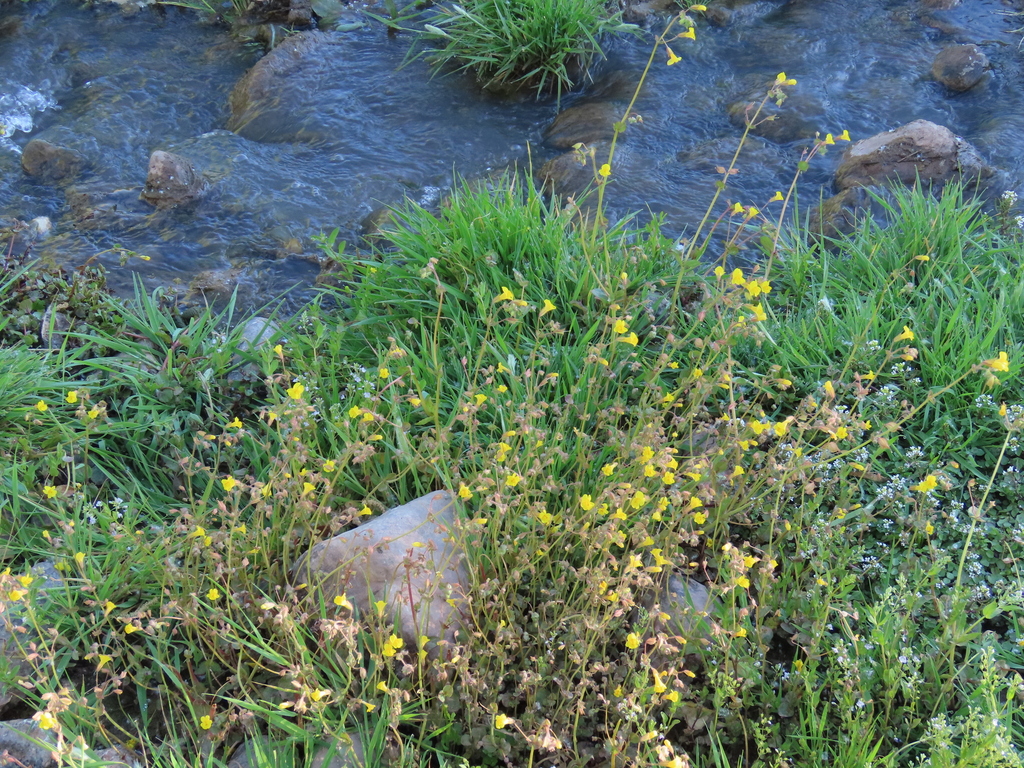Erythranthe unimaculata from Cochise County, AZ, USA on April 30, 2024 ...