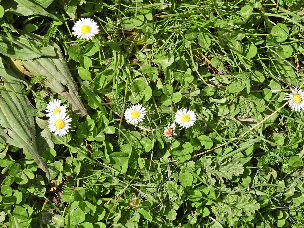 Lawn daisy from Pickerings Pasture, Mersey View Road, Widnes ...