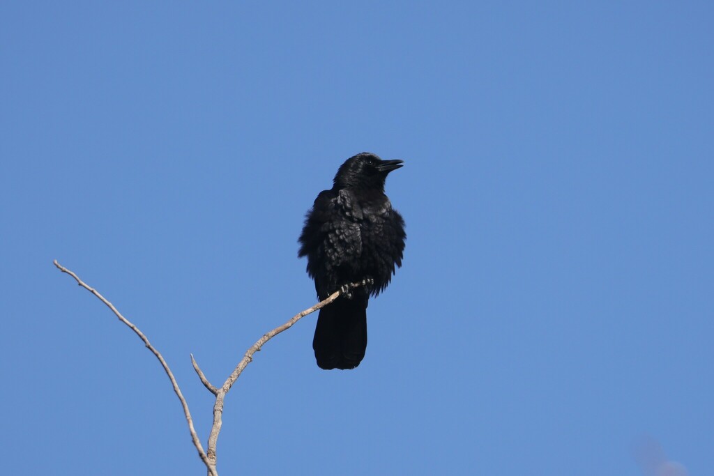 American Crow from NOVA Chemicals Community Nature Trail Joffre Alberta ...