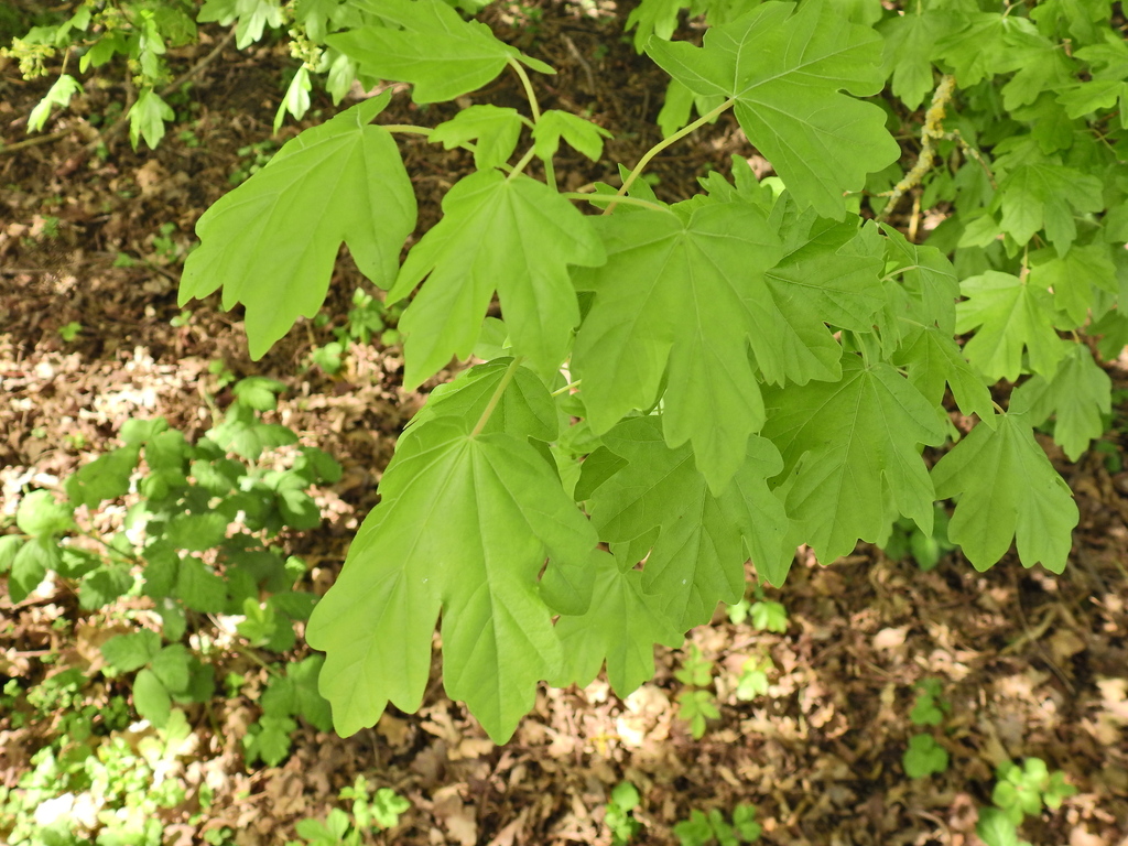 field maple from Pickerings Pasture, Mersey View Road, Widnes ...