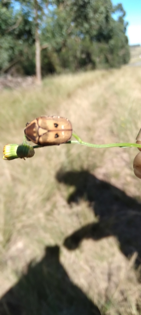 Tephraea simonsi from Makwanteni, South Africa on 28 April, 2024 at 12: ...