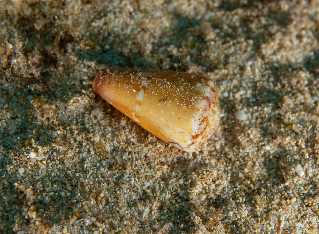Lithograph Cone from Sharks Cove (North), Waialua, HI, USA on April 20 ...