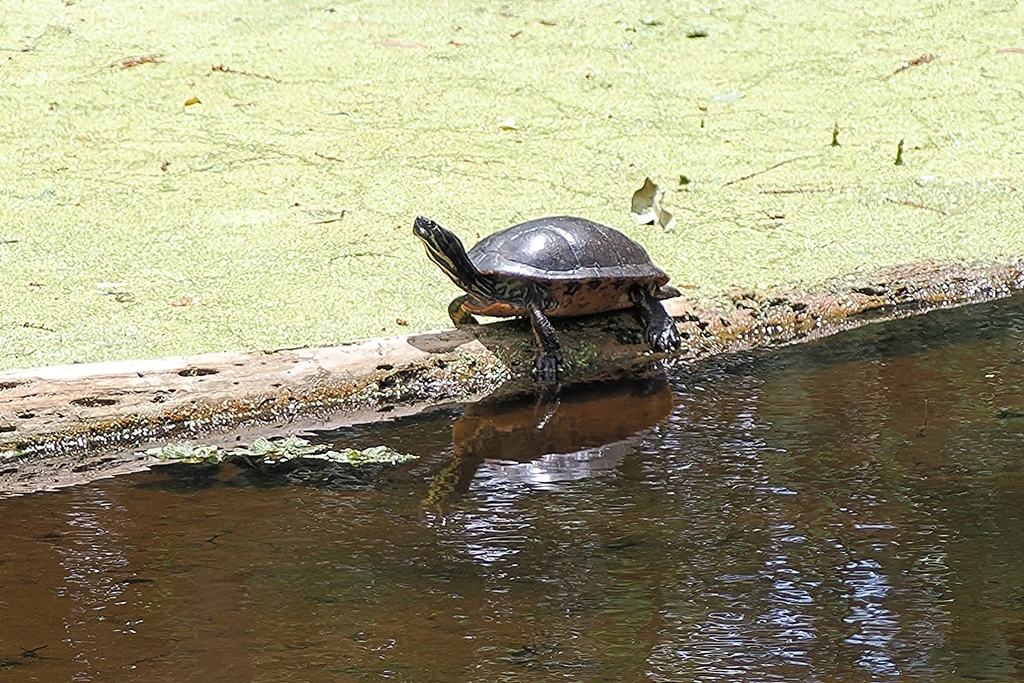 Florida Redbelly Turtle from Arthur R. Marshall Loxahatchee Wildlife ...