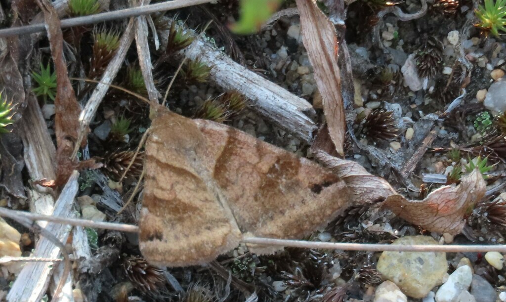 Clover Looper Moth from Freedom, NH, USA on July 26, 2023 at 08:59 AM ...