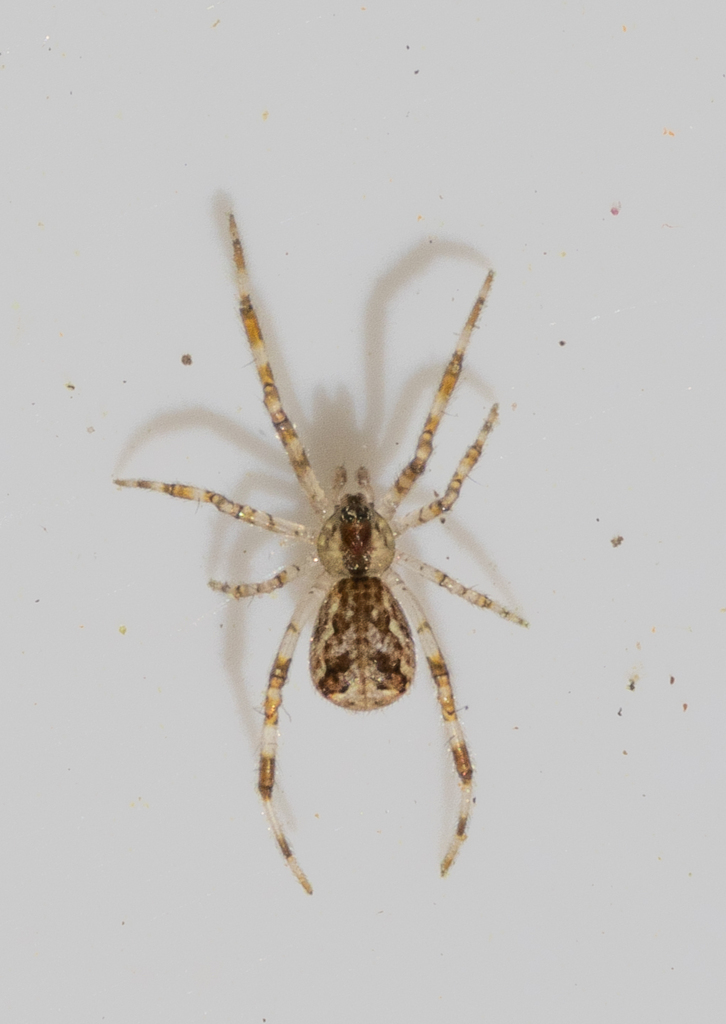 Square-ended Cobweb Spiders from London, UK on 29 April, 2024 at 12:20 ...