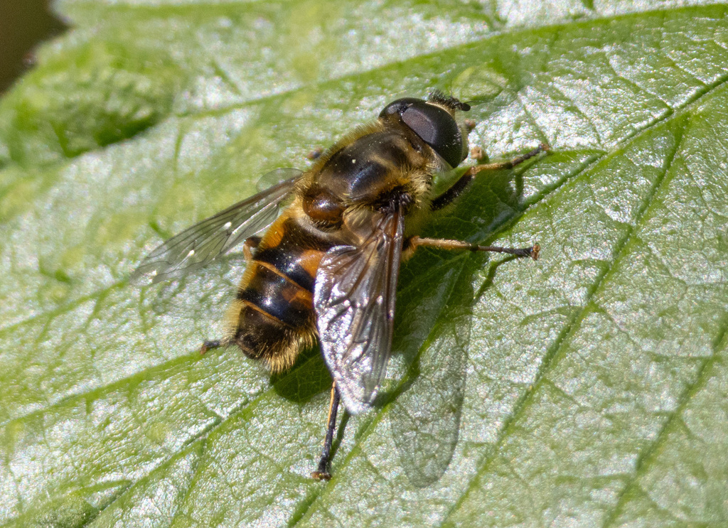 Yellow-haired Sun Fly from London, UK on 29 April, 2024 at 12:22 PM by ...