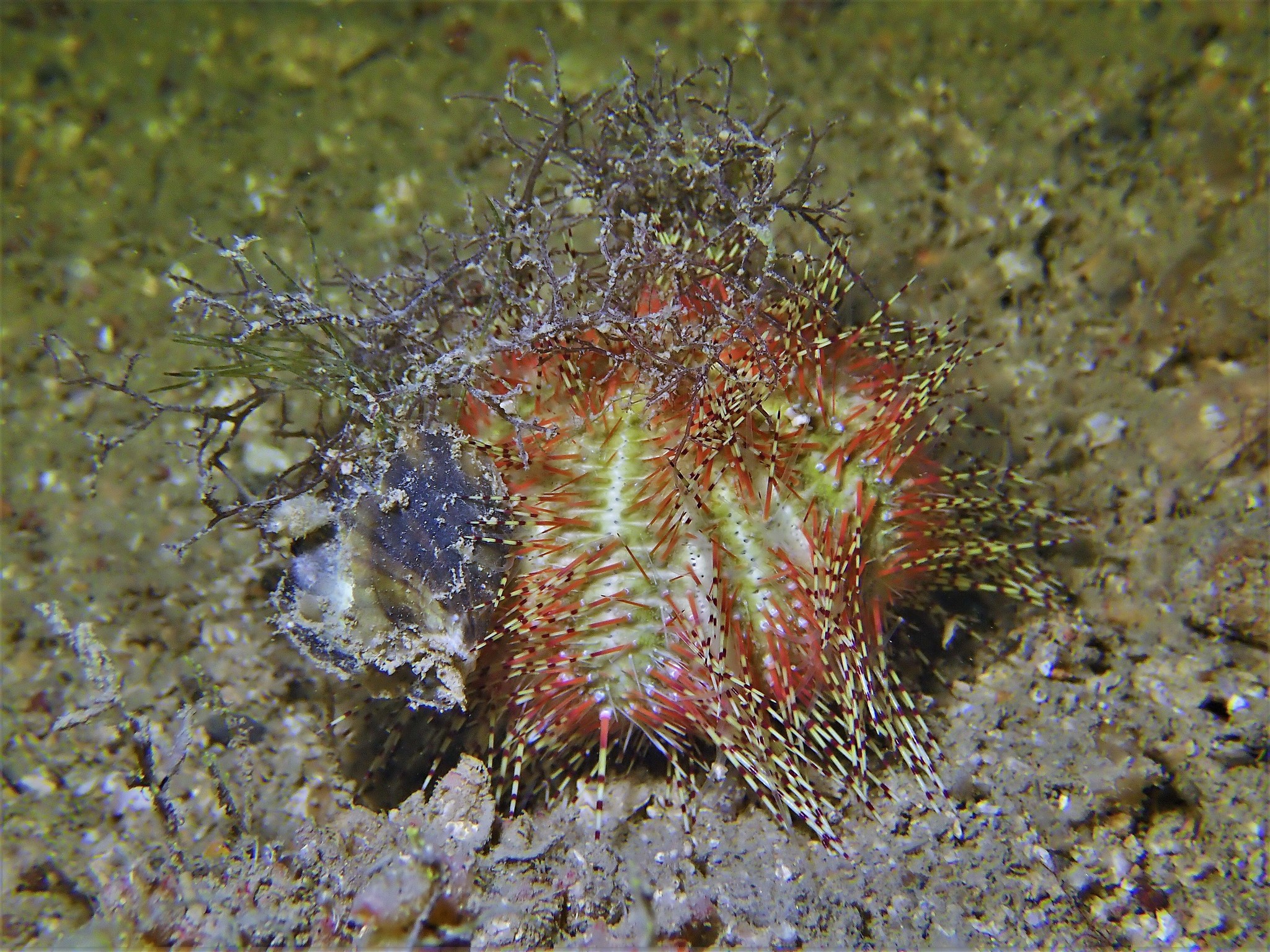 Salmacis bicolor L.Agassiz, 1846